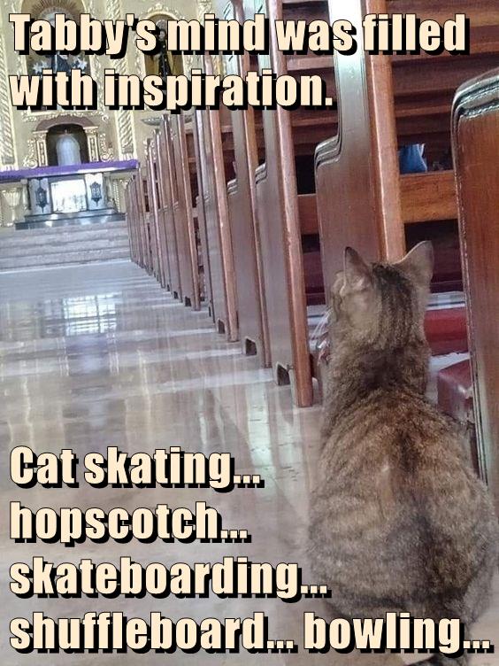 So many options - Lolcats - lol | cat memes | funny cats | funny cat ...