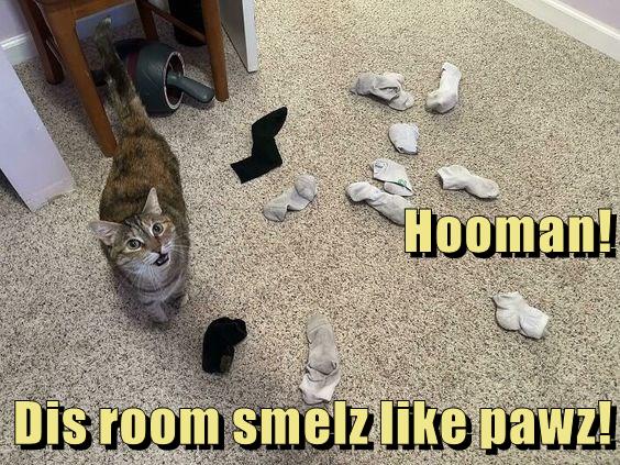 Sock thief - Lolcats - lol | cat memes | funny cats | funny cat ...