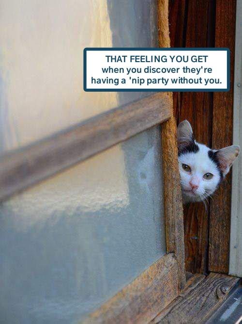 Why didn't they invite me?! - Lolcats - lol | cat memes | funny cats ...