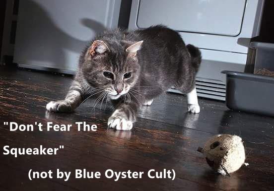 The Squeaker - Lolcats - lol | cat memes | funny cats | funny cat ...