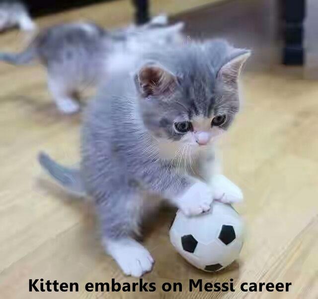 The cutest player of all time - Lolcats - lol | cat memes | funny cats ...