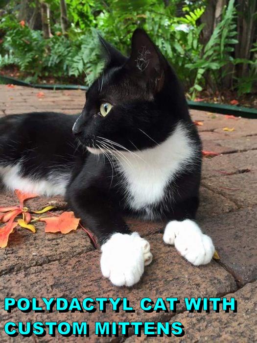 Custom mittens - Lolcats - lol | cat memes | funny cats | funny cat ...