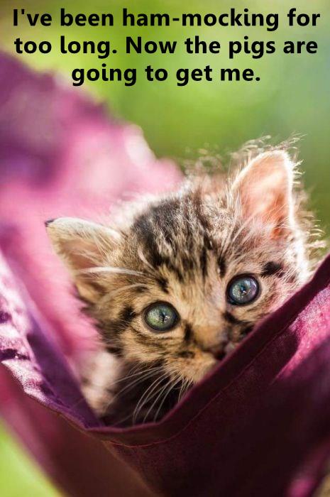 Ham-mocking - Lolcats - lol | cat memes | funny cats | funny cat ...