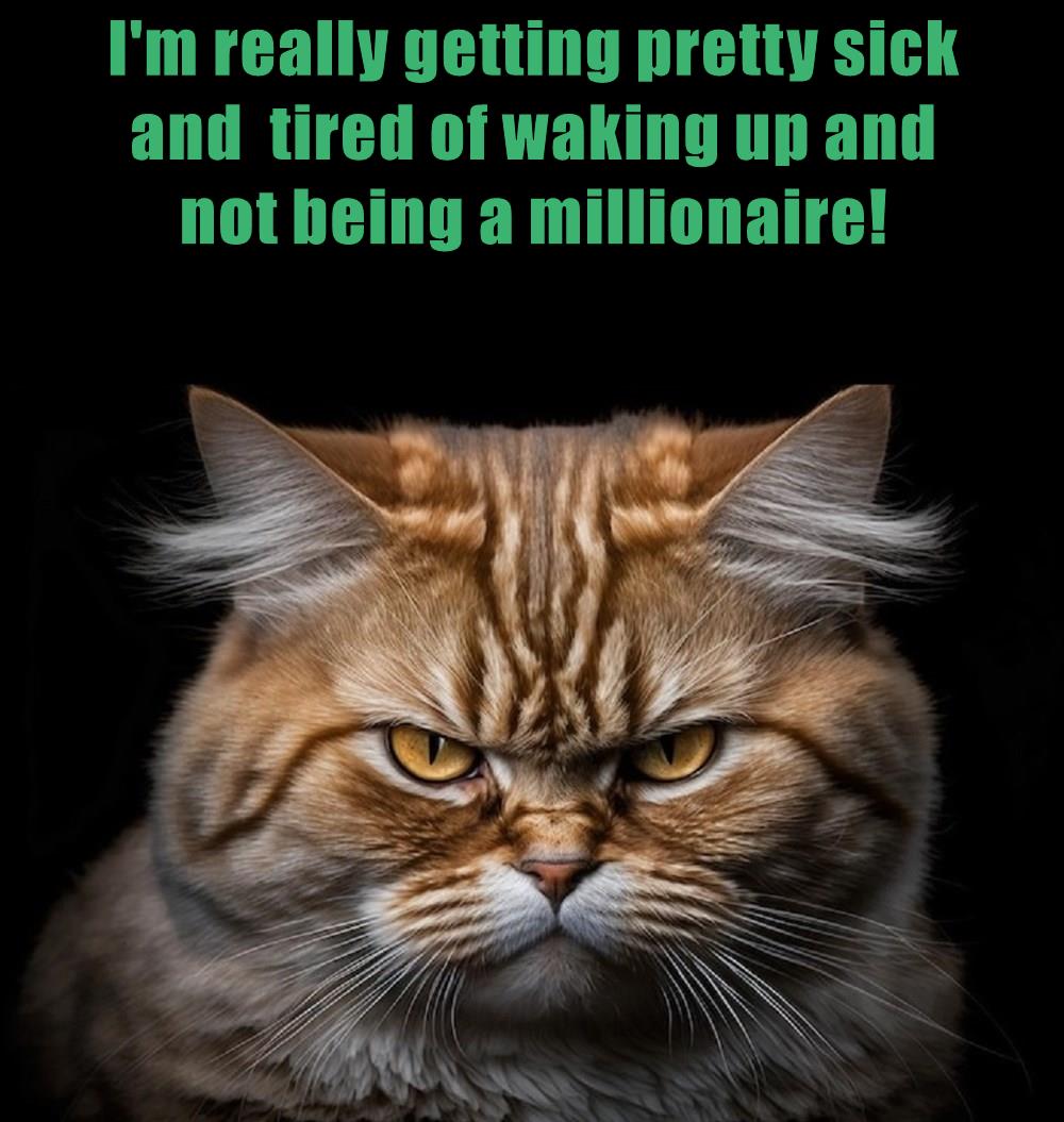Sick and tired - Lolcats - lol | cat memes | funny cats | funny cat ...