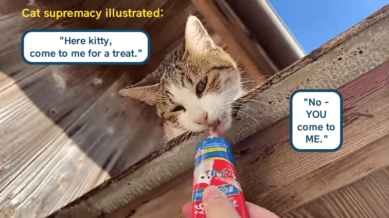 Cat supremacy illustrated - Lolcats - lol | cat memes | funny cats ...