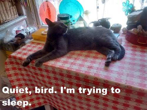 Quiet, bird - Lolcats - lol | cat memes | funny cats | funny cat ...
