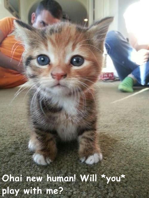 Ohai - Lolcats - lol | cat memes | funny cats | funny cat pictures with ...