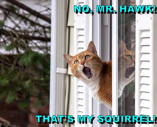 Gasp - Lolcats - lol | cat memes | funny cats | funny cat pictures with ...