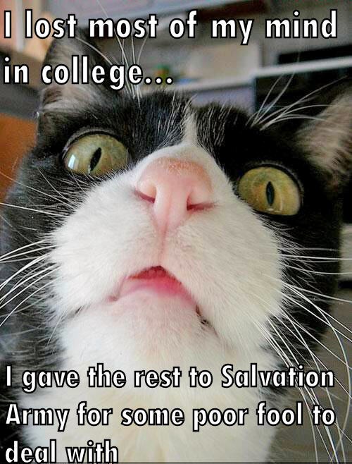 Braincell gone - Lolcats - lol | cat memes | funny cats | funny cat ...