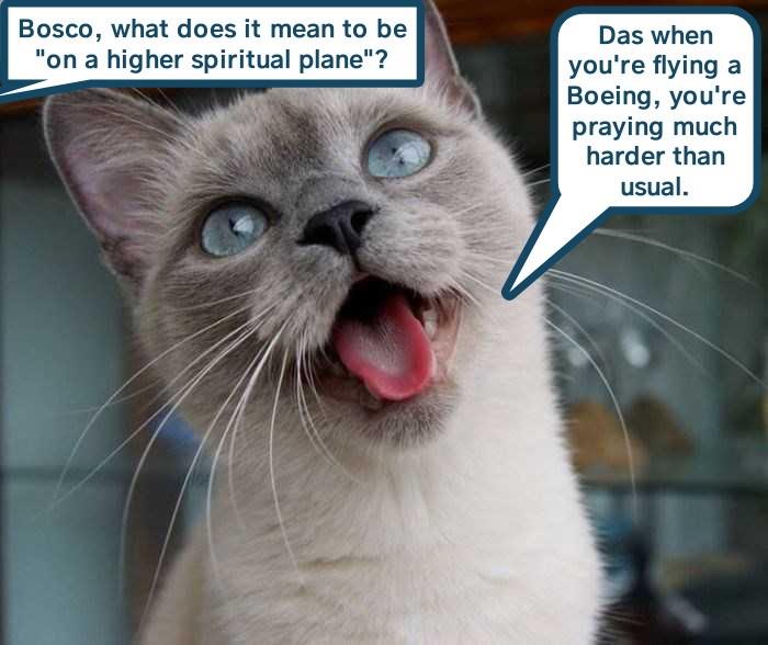 Is that a catty answer? - Lolcats - lol | cat memes | funny cats ...