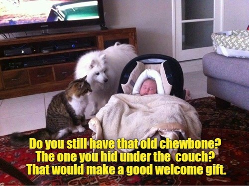 Welcome gifts - Lolcats - lol | cat memes | funny cats | funny cat ...