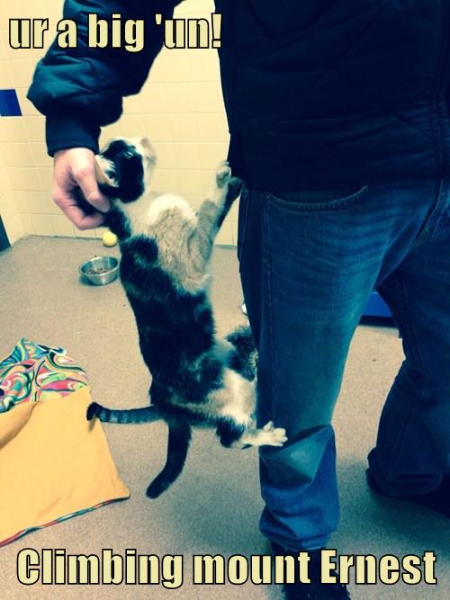 Climbing mount Ernest - Lolcats - lol | cat memes | funny cats | funny ...