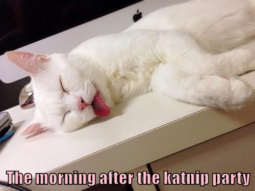 The morning after the katnip party - Lolcats - lol | cat memes | funny ...