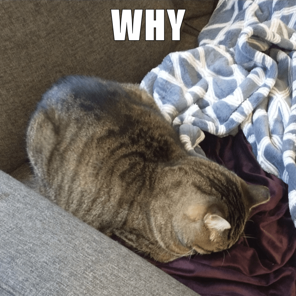 Lolcats - Page 10 - LOL at Funny Cat Memes - Funny cat pictures with ...