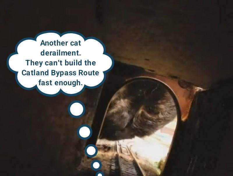 Pawsitively hazardous commute - Lolcats - lol | cat memes | funny cats ...