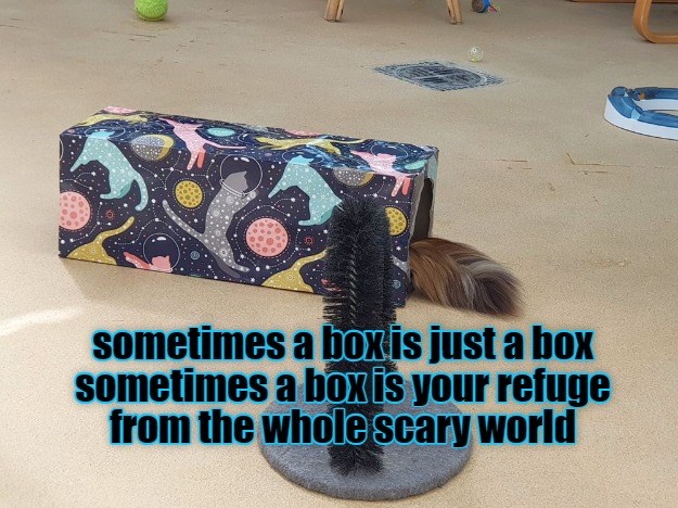 Boxes - Lolcats - lol | cat memes | funny cats | funny cat pictures ...