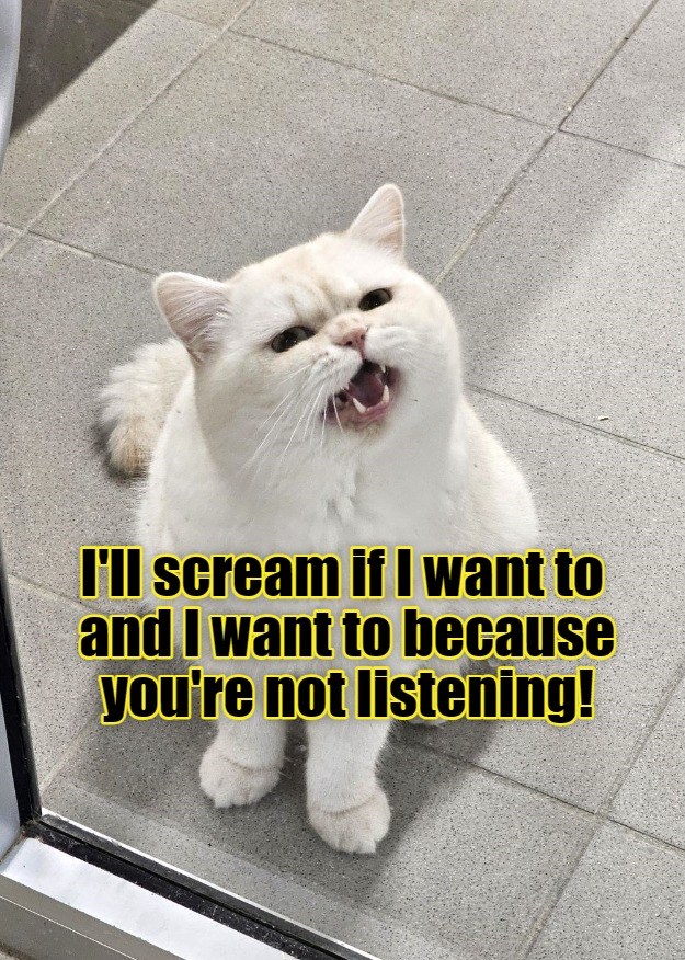 Screaming - Lolcats - lol | cat memes | funny cats | funny cat pictures ...