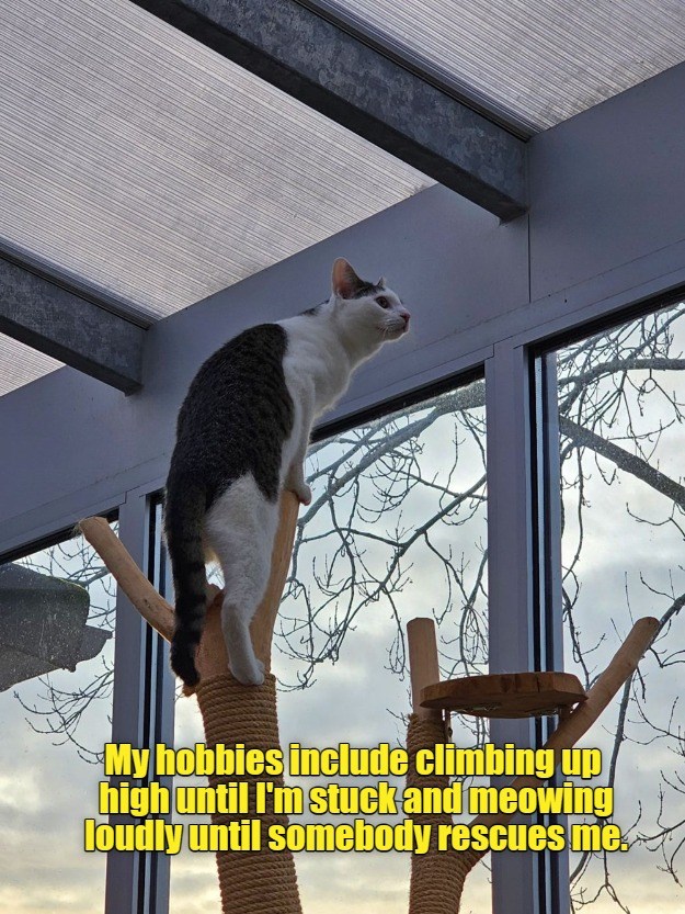 Every. single. day. - I Can Has Cheezburger?