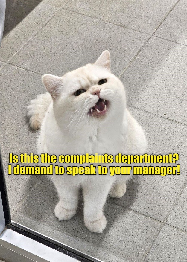 Right meow! - I Can Has Cheezburger?