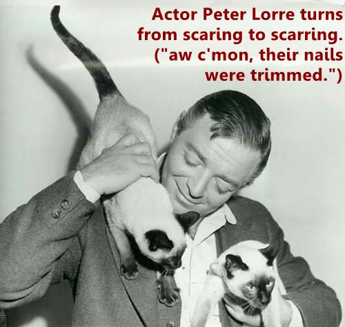 Aw c'mon - Lolcats - lol | cat memes | funny cats | funny cat pictures ...