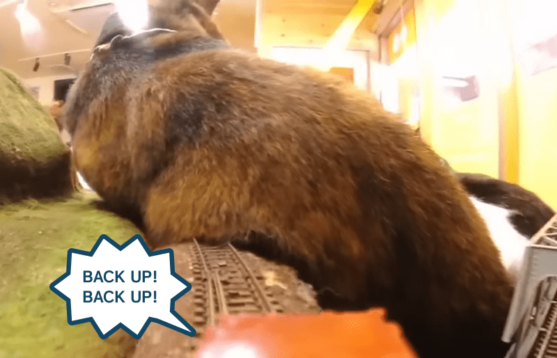 Quick, back to the last switch - Lolcats - lol | cat memes | funny cats ...