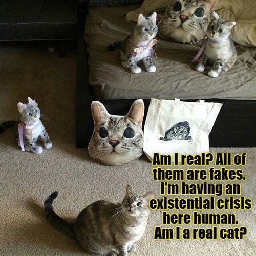 Am I real? - Lolcats - lol | cat memes | funny cats | funny cat ...