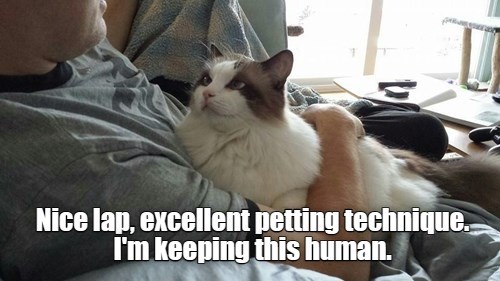 Good skills - Lolcats - lol | cat memes | funny cats | funny cat ...
