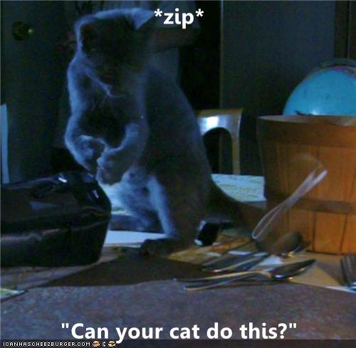 *zip* - Lolcats - lol | cat memes | funny cats | funny cat pictures ...