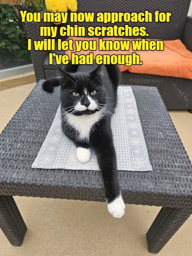 Yes sir. Thank you sir! - Lolcats - lol | cat memes | funny cats ...