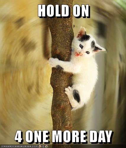 Hold on - Lolcats - lol | cat memes | funny cats | funny cat pictures ...