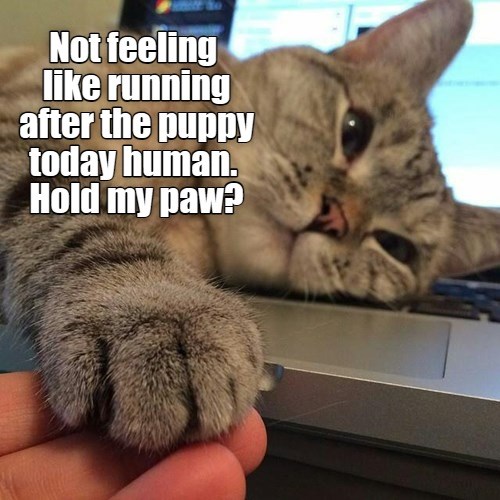 Hold my paw? - Lolcats - lol | cat memes | funny cats | funny cat ...