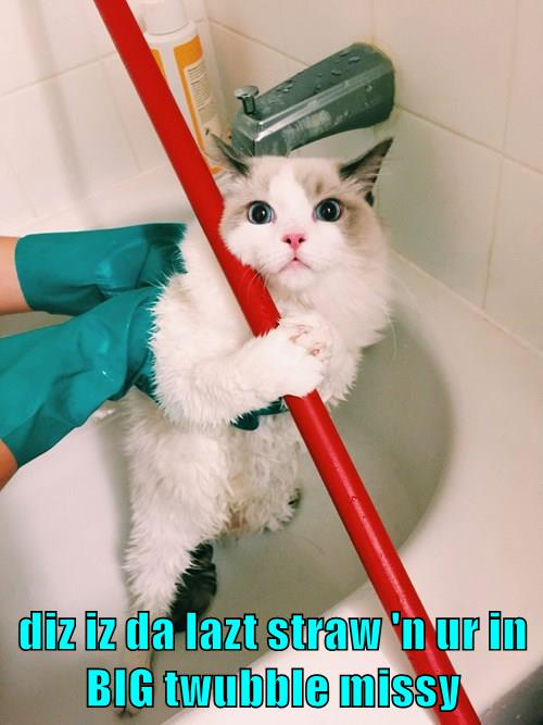 Big trouble - Lolcats - lol | cat memes | funny cats | funny cat ...