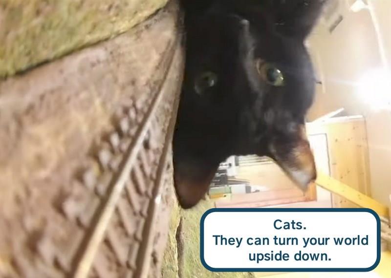 Meowmentous - Lolcats - lol | cat memes | funny cats | funny cat ...