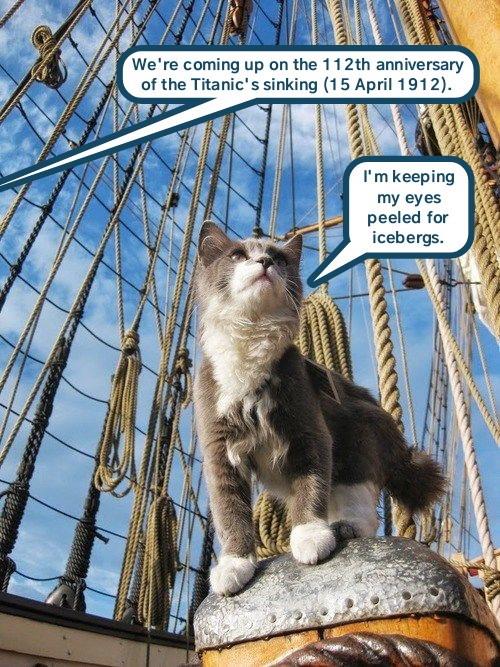 Can't be too safe - Lolcats - lol | cat memes | funny cats | funny cat ...