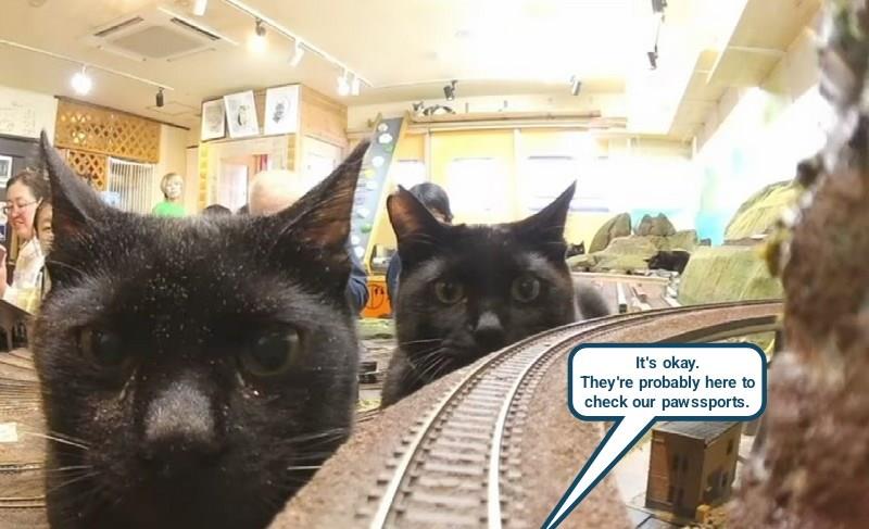 Whistling past the cat-yard - Lolcats - lol | cat memes | funny cats ...