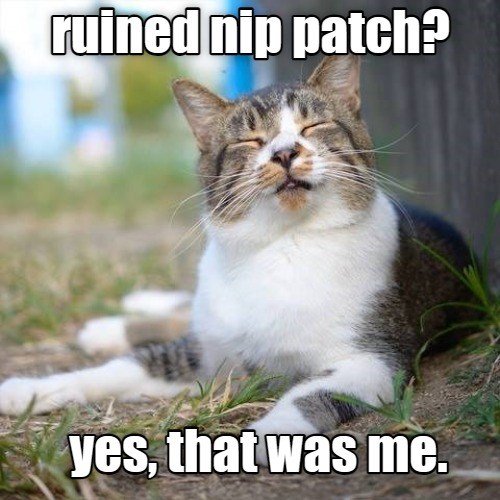 Of course it was - Lolcats - lol | cat memes | funny cats | funny cat ...