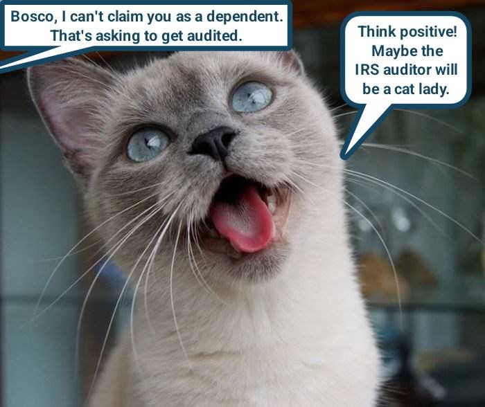 Cat lady - Lolcats - lol | cat memes | funny cats | funny cat pictures ...