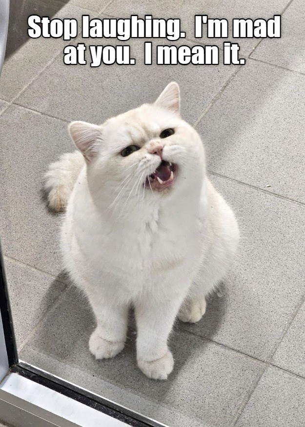 Too cute - Lolcats - lol | cat memes | funny cats | funny cat pictures ...