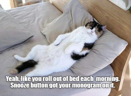 Snooze button - Lolcats - lol | cat memes | funny cats | funny cat ...