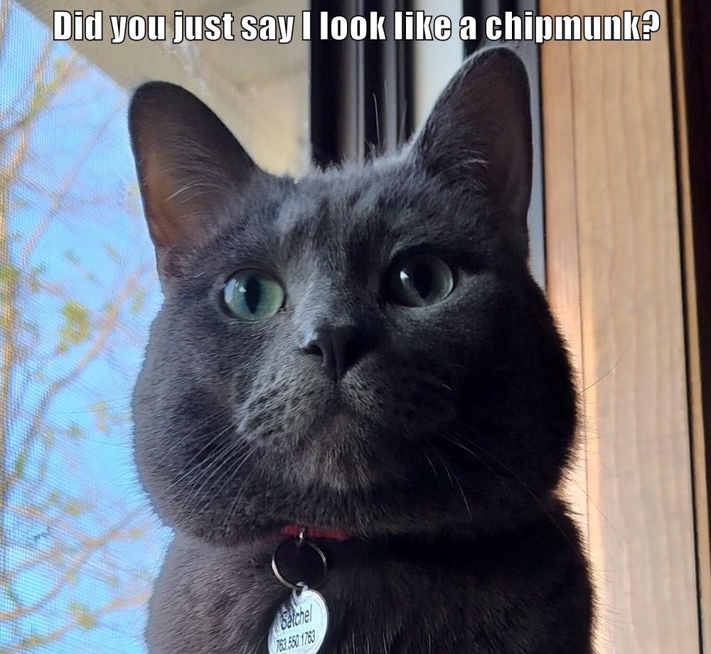 Chipmunk - Lolcats - lol | cat memes | funny cats | funny cat pictures ...
