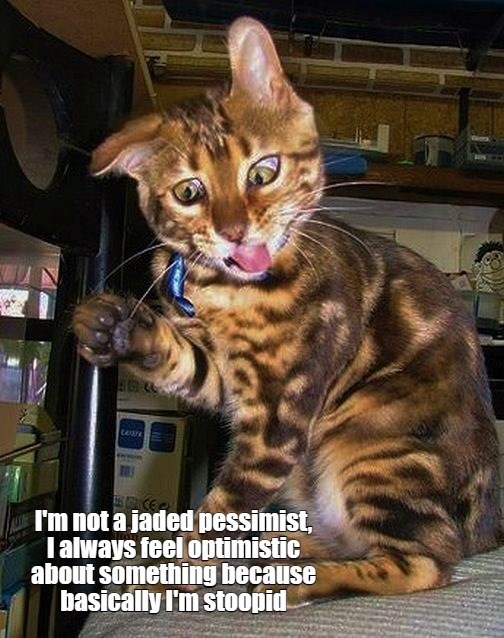 No brain, no headache - Lolcats - lol | cat memes | funny cats | funny ...