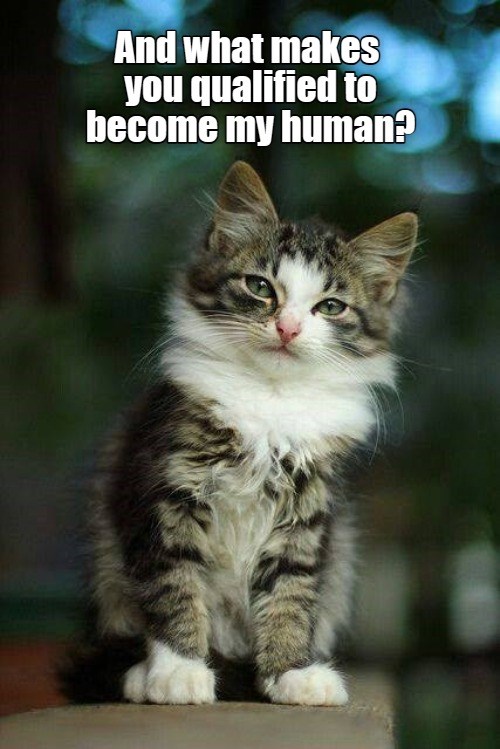 What makes you qualified? - Lolcats - lol | cat memes | funny cats ...