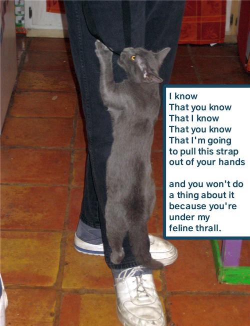A spell is cast - Lolcats - lol | cat memes | funny cats | funny cat ...
