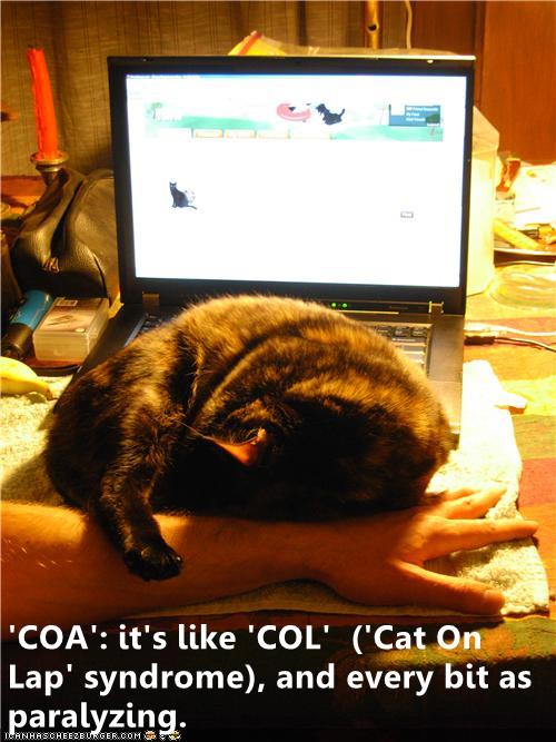 'COL' - Lolcats - lol | cat memes | funny cats | funny cat pictures ...