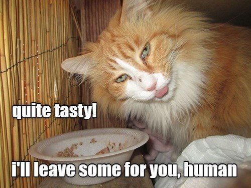 Oh, thank you! - Lolcats - lol | cat memes | funny cats | funny cat ...