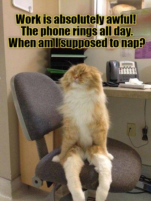 Ask the boss - Lolcats - lol | cat memes | funny cats | funny cat ...