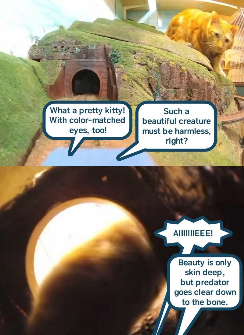 Pretty deadly - Lolcats - lol | cat memes | funny cats | funny cat ...