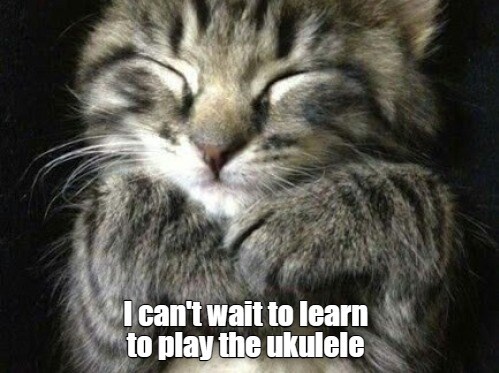 Ukulele - Lolcats - lol | cat memes | funny cats | funny cat pictures ...