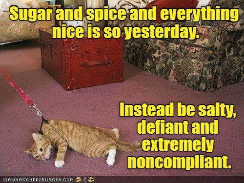 You're a cat. Act like one. - Lolcats - lol | cat memes | funny cats ...