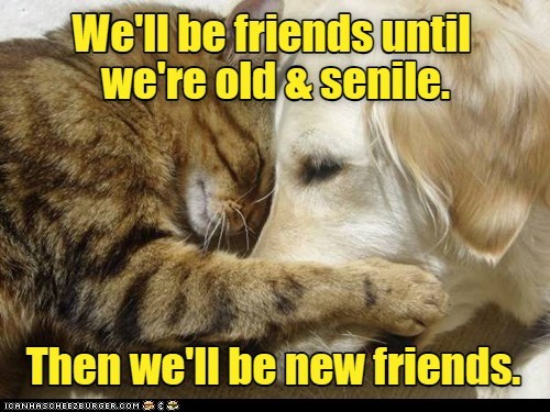 Nothing like an old friend. - Lolcats - lol | cat memes | funny cats ...